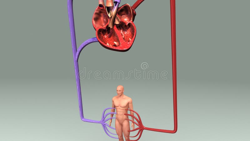 Double Circulation System Stock Photos - Free & Royalty-Free Stock ...
