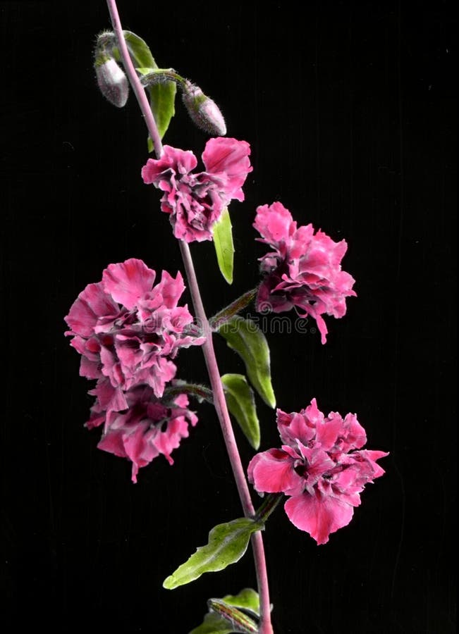 Double Clarkia stock photo. Image of spring, lilac, flower - 221409670