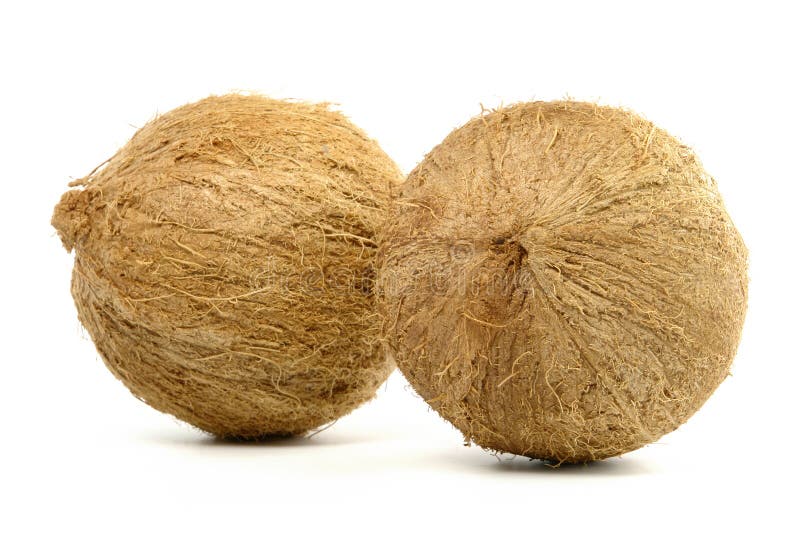 Double Coconut Lodoicea Maldivica from Seychelles. this Palm Tree Gives ...