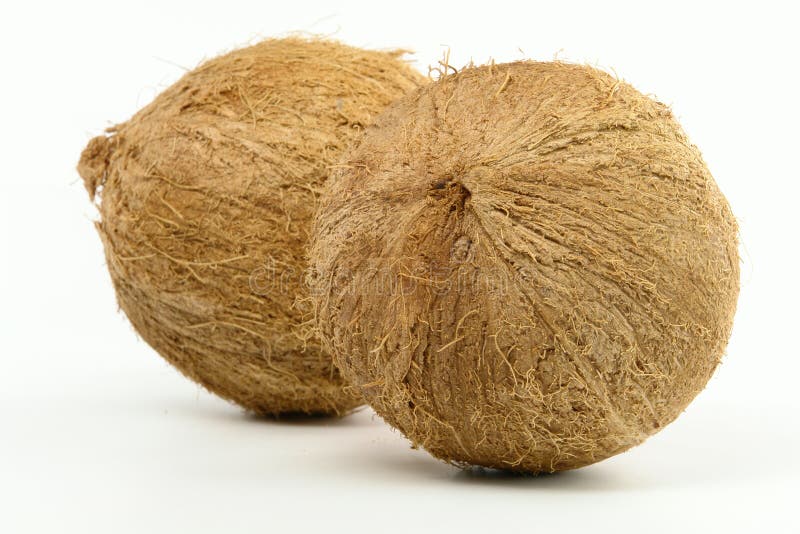 Double Coconut tree stock photo. Image of lanka, coco - 63916554