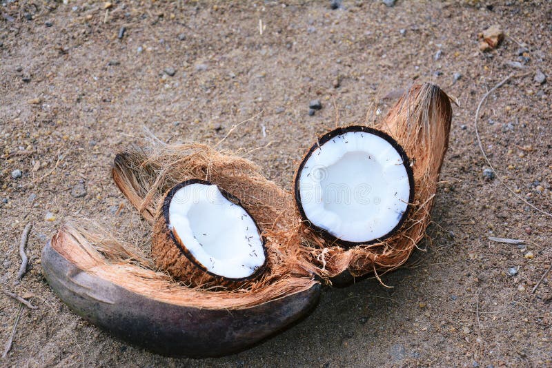 Double Coconut Lodoicea Maldivica from Seychelles. this Palm Tree Gives ...