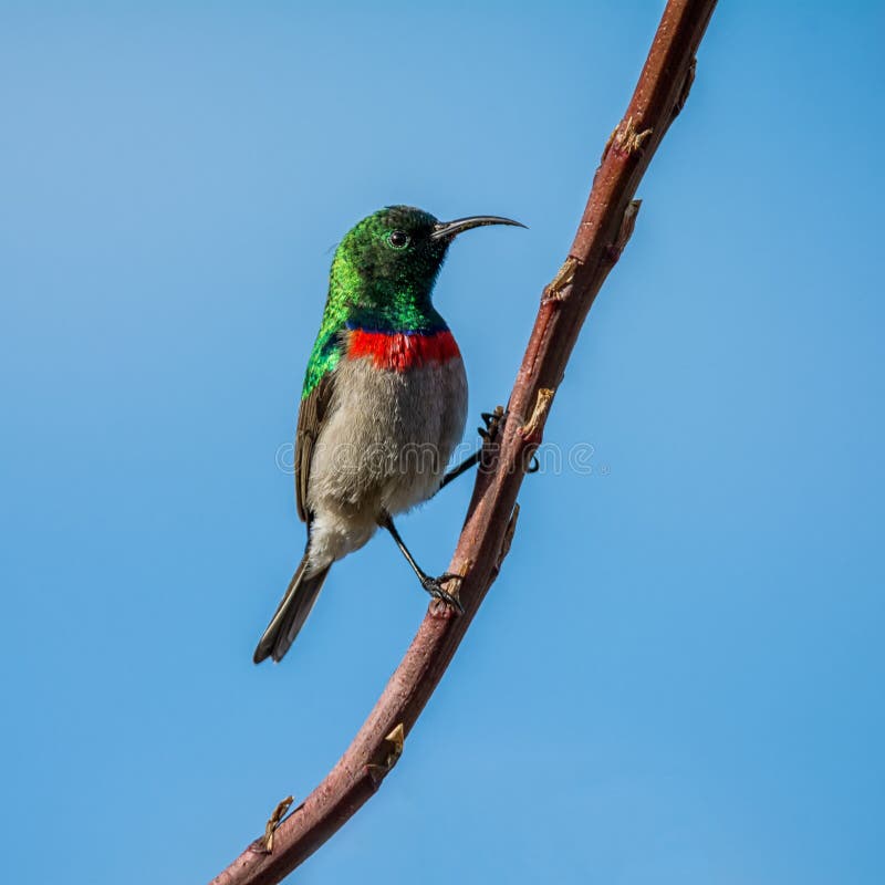 Double-collared Sunbird stock photo. Image of feathered - 118330856