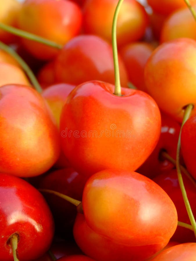Double color cherries stock photo. Image of yellow, fruit - 1157288