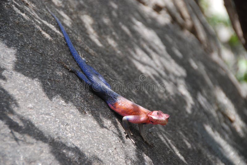 Double color Lizard stock image. Image of lizard, sunny - 77256189