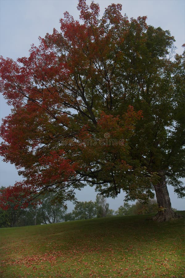 Lone tree stock photo. Image of color, colors, landscape - 101524726