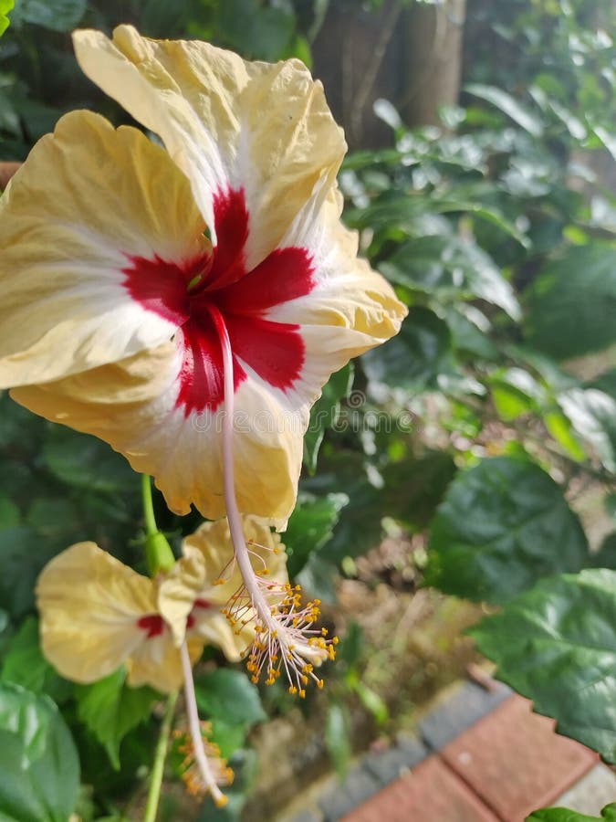 Double colour hibiscus stock photo. Image of plant, yellow - 255851702
