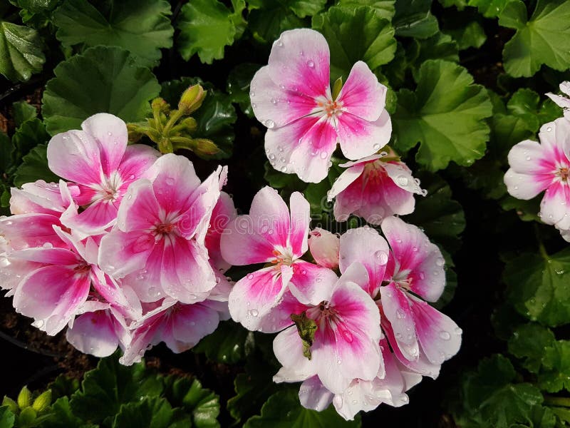 Double Coloured Geranium Flower Stock Image - Image of horticulture ...
