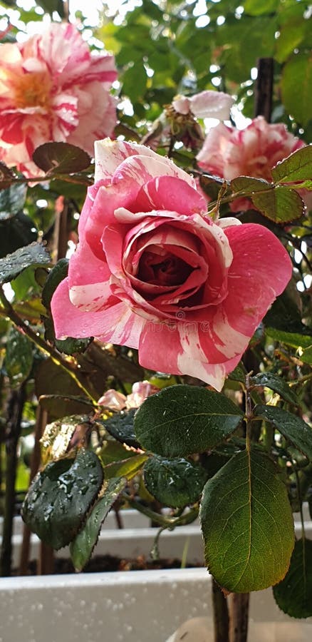 Double Beautiful Rose in My Garden.. Stock Photo - Image of tree ...