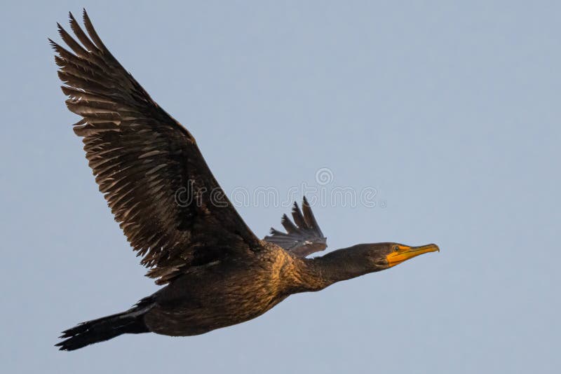 Double-crested Cormoran stock image. Image of seabird - 267356999