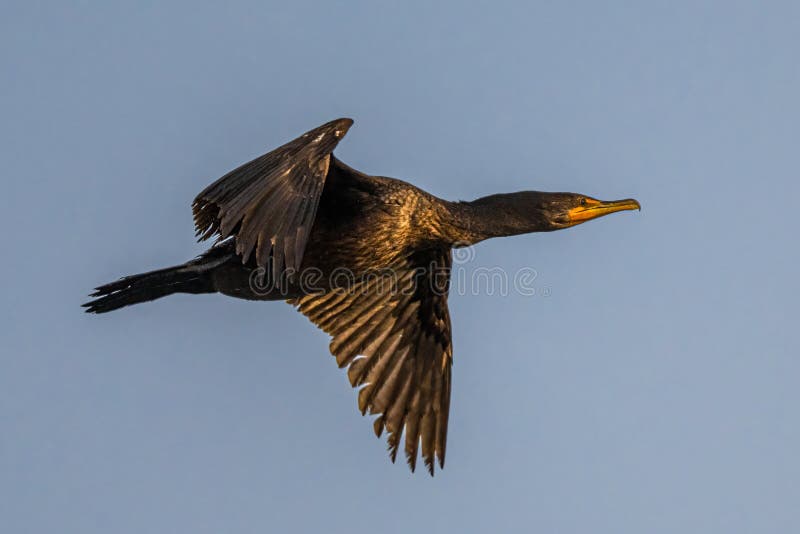 Double-crested Cormoran stock photo. Image of twilight - 267357002