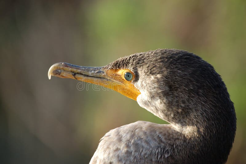 Double-crested Cormorant stock image. Image of cormorant - 1770071