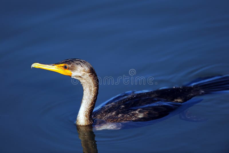 Shag Duck stock photo. Image of ocean, cove, birds, atlantic - 757120
