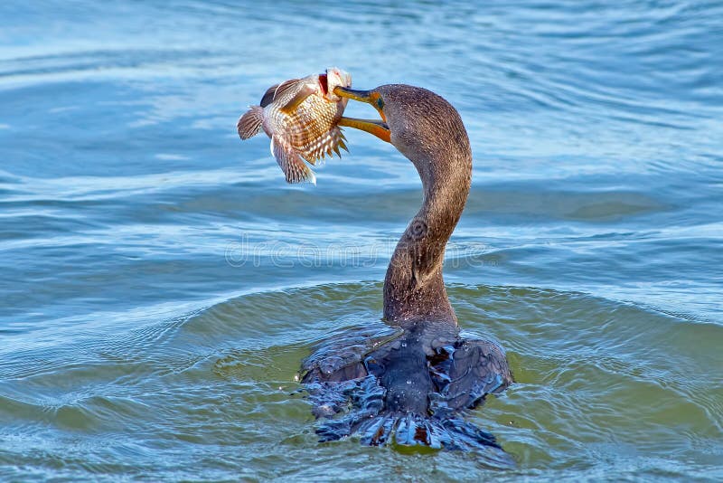 Happy Kids On A Beach Vacation Stock Photo - Image of little, happiness ...