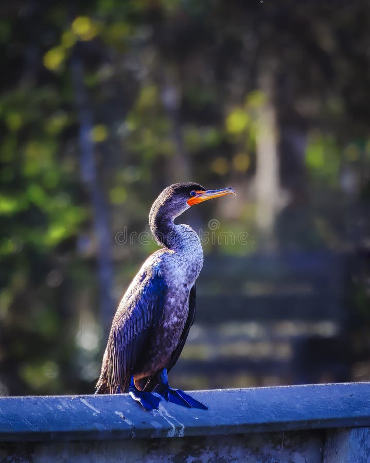 A Double-crested Cormorant Bird is Standing on a Ledge Next To a Pond ...