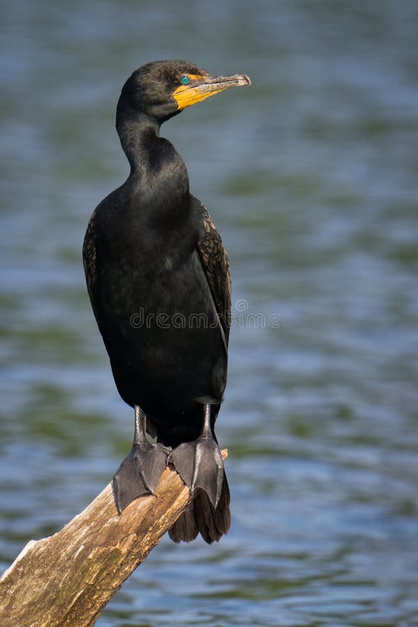 Crested Cormormant Stock Photos - Free & Royalty-Free Stock Photos from ...