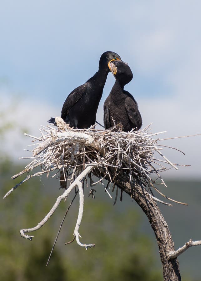 Double-crested Cormorant Feeding Its Chick Stock Image - Image of ...