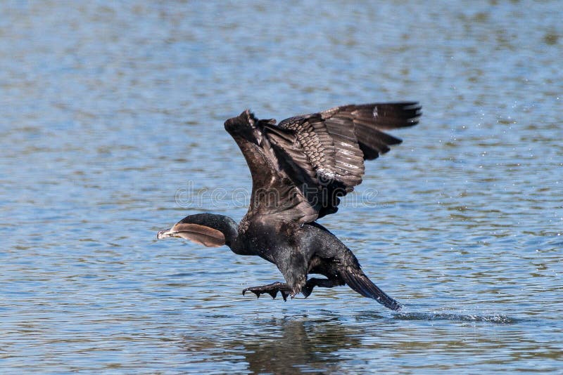Double-crested Cormorant Gliding Over a Lake with Feather Stock Photo ...