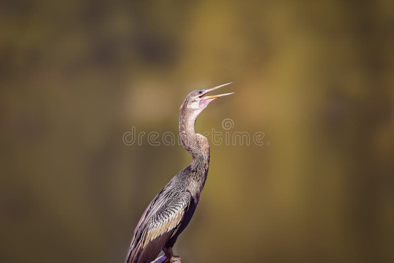 Double Crested Cormorant stock photo. Image of brown - 77453042