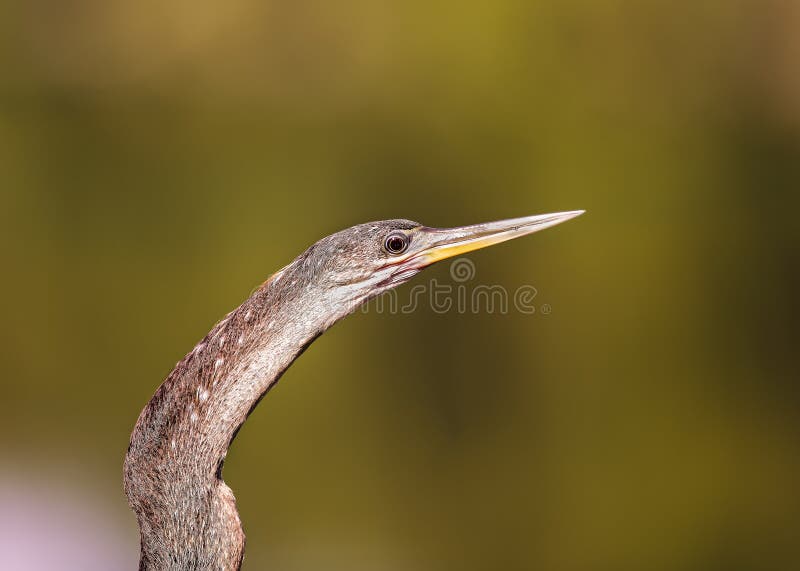 Double Crested Cormorant stock photo. Image of cormorant - 77453078