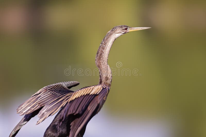 Double Crested Cormorant stock image. Image of nature - 77453081