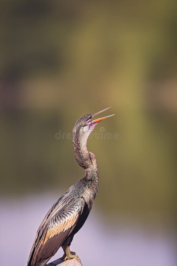 Double Crested Cormorant stock image. Image of animals - 77453097