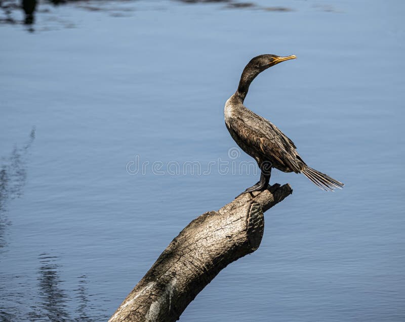 Double Crested Cormorant Looking Backwards Stock Image - Image of brown ...