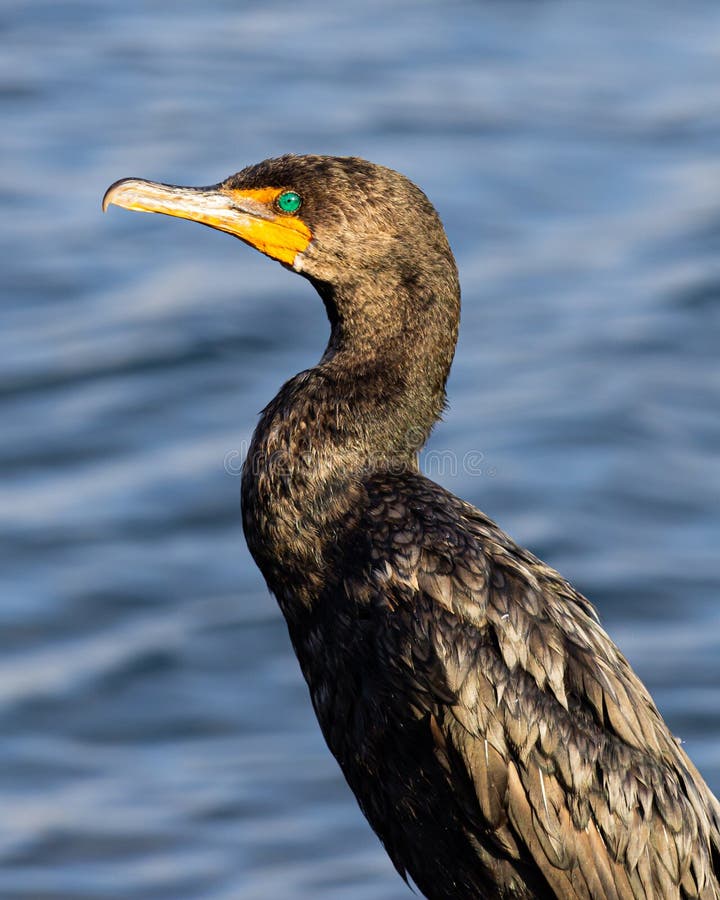 Cormorant Portrait on Cape Cod Stock Image - Image of beach, bill ...