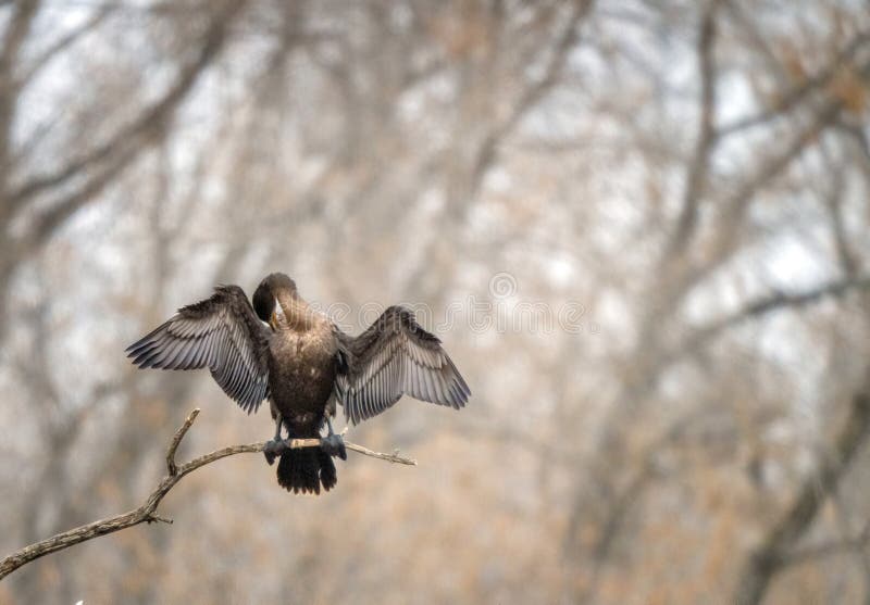 Double-crested Cormorant Perched on Branch Cleaning Feathers Stock ...