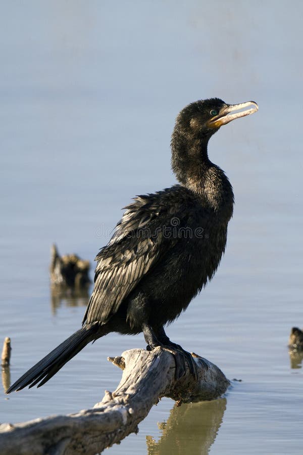 Double-crested Cormorant, Phalacrocorax Auritus Stock Photo - Image of ...
