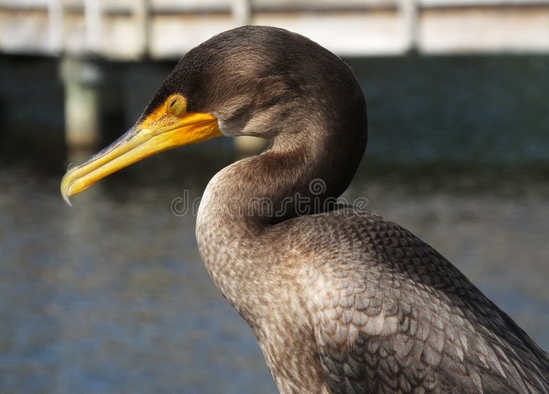 Double-Crested Cormorant (Phalacrocorax Auritus) Stock Photo - Image of ...