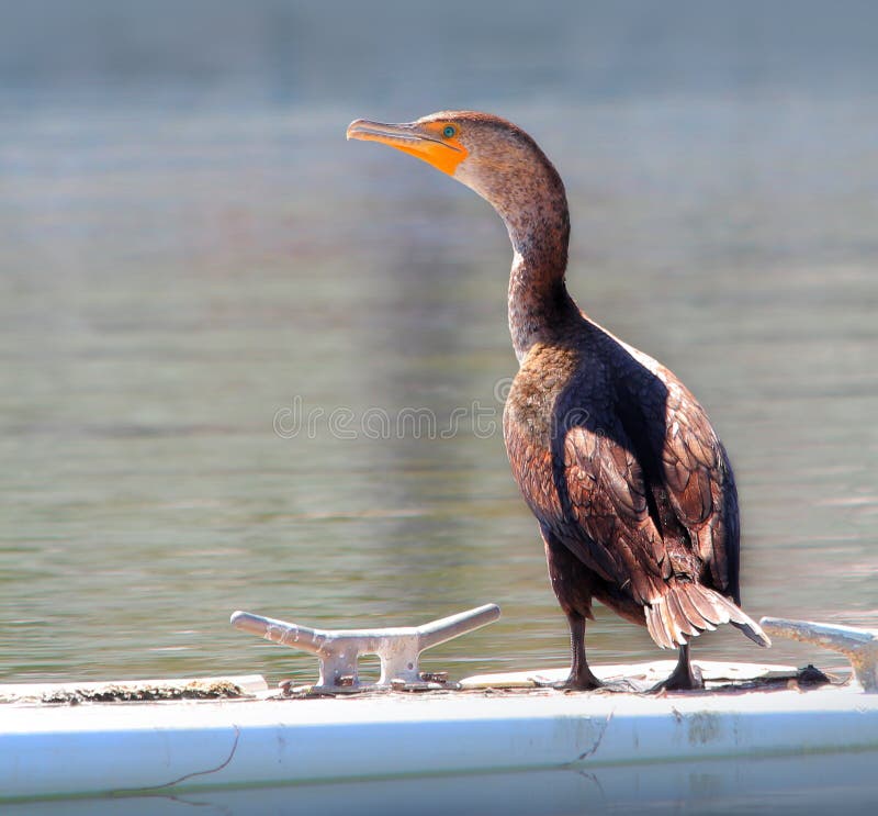 Double-Crested Cormorant stock image. Image of crested - 91433165