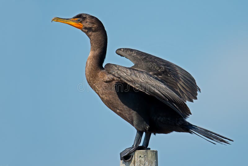 Double Crested Cormorant stock photo. Image of tidal - 29801476