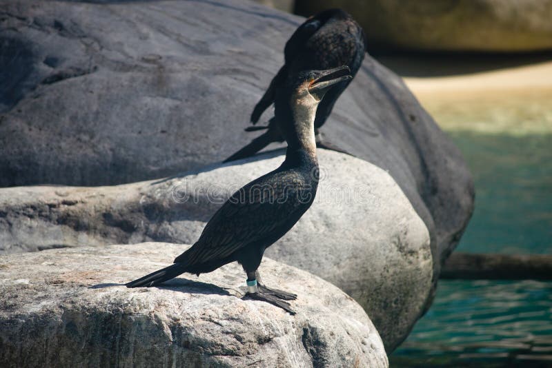 Double-crested Cormorant Standing on Rock Stock Photo - Image of ...