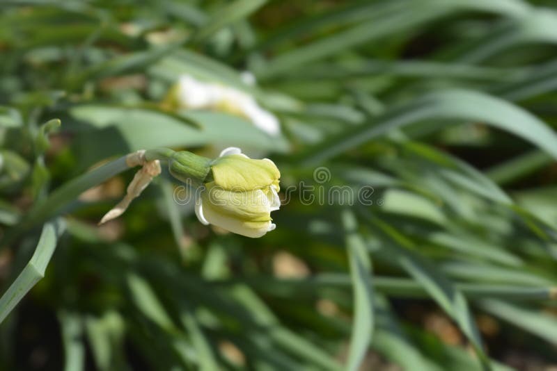 Double Daffodil Flower Drift Stock Photo - Image of green, daffodil ...