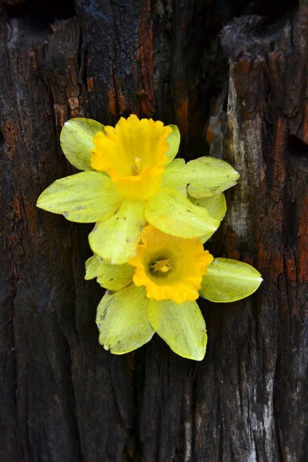 Daffodils on Post stock photo. Image of narcissus, white - 51386022