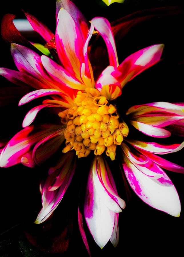 Double Dahlia editorial stock image. Image of florals - 55148774