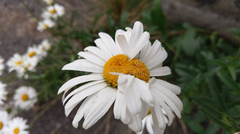 888 Double Daisy Stock Photos - Free & Royalty-Free Stock Photos from ...