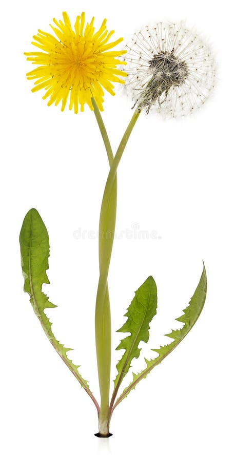 Double Dandelion stock photo. Image of summer, flora - 41966768