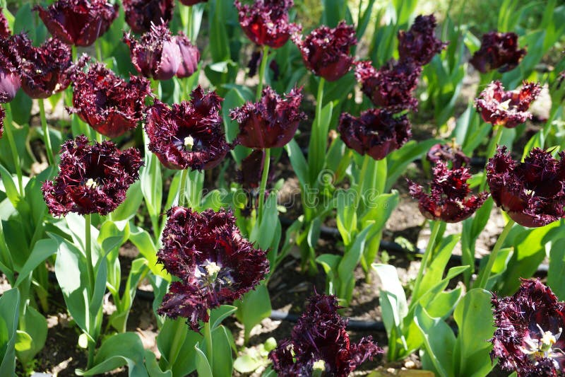 Double Dark Purple Labrador Tulips in the Garden in the Sunlight Stock ...