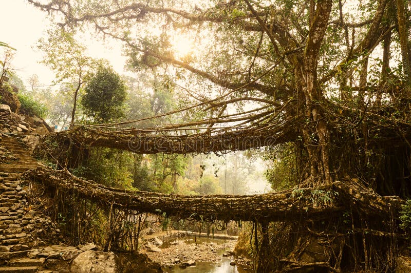 Double Decker Living Root Bridge in Meghalaya, India Stock Photo ...