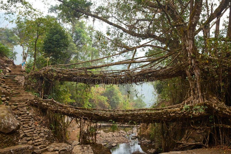 Double Decker Living Root Bridge in Meghalaya, India Stock Image ...
