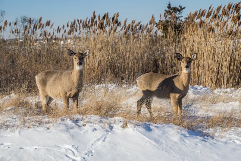 Double Deer 1400 stock photo. Image of blue, snow, cold - 135955028
