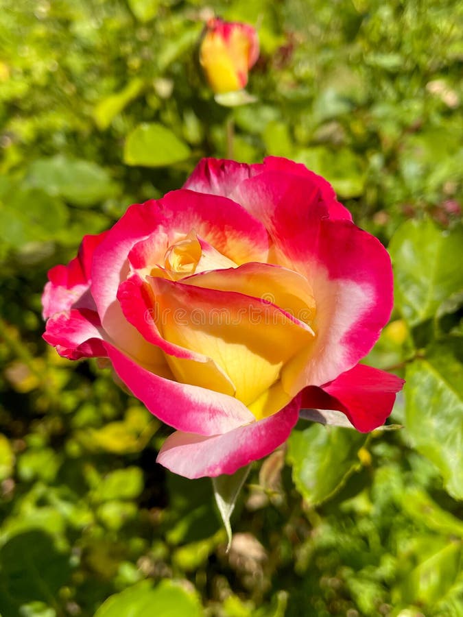 Double Delight Rose Bud 02 stock image. Image of wildflower - 345176577