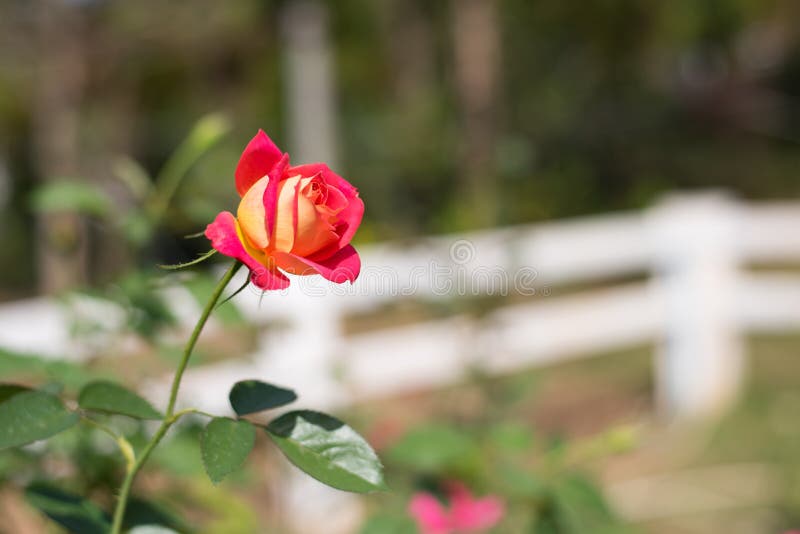 Double Delight Rose Color Flower Stock Image - Image of greeting ...