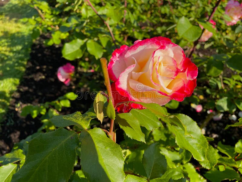 Double Delight Rose Flower 01 Stock Photo - Image of rosaceae, rosa ...