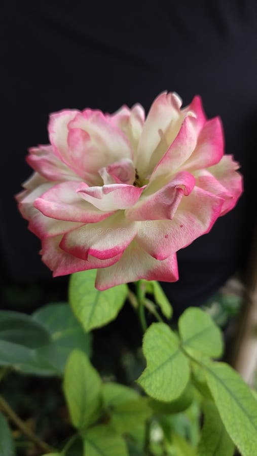 Double Delight Rose Flower Blooming in the Garden Stock Image - Image ...