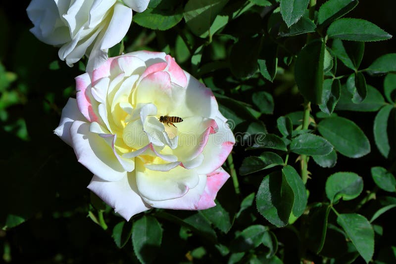 Double Delight Rose stock photo. Image of flower, double - 86624728