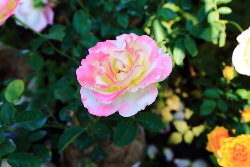 Double Delight Rose stock image. Image of garden, orangeandyellowrose ...