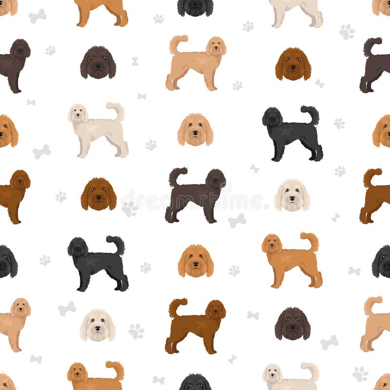 Labradoodle Seamless Pattern. Different Poses, Coat Colors Set Stock ...