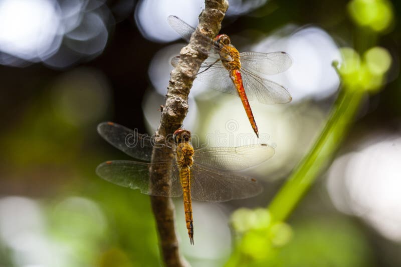 Double dragonflies stock image. Image of spring, colorful - 94840425